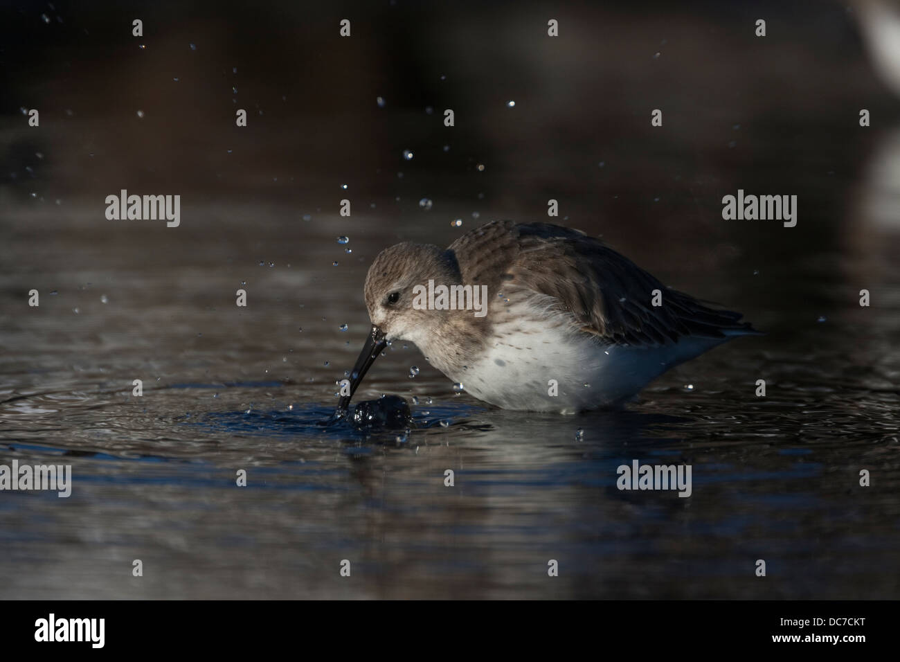 Dunlin winter plumage hi-res stock photography and images - Alamy