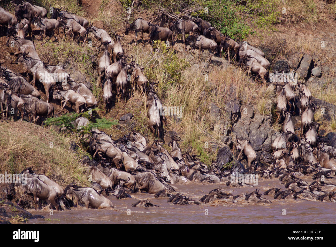 The Great migration Stock Photo - Alamy
