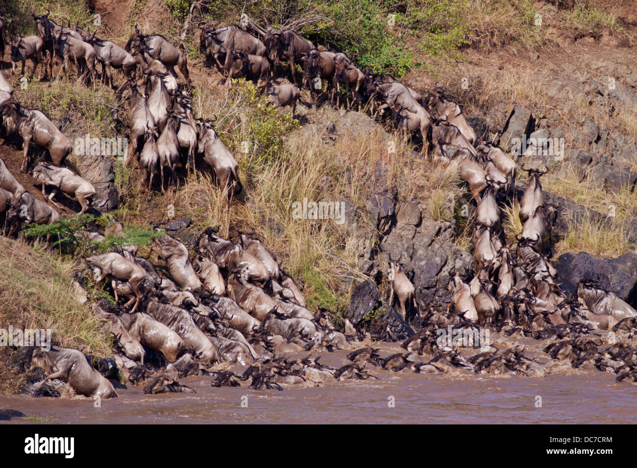 The great migration Stock Photo - Alamy