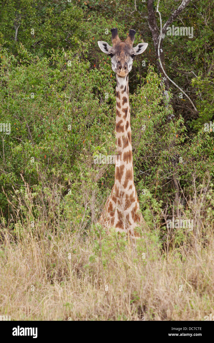 Giraffe sitting hi-res stock photography and images - Alamy