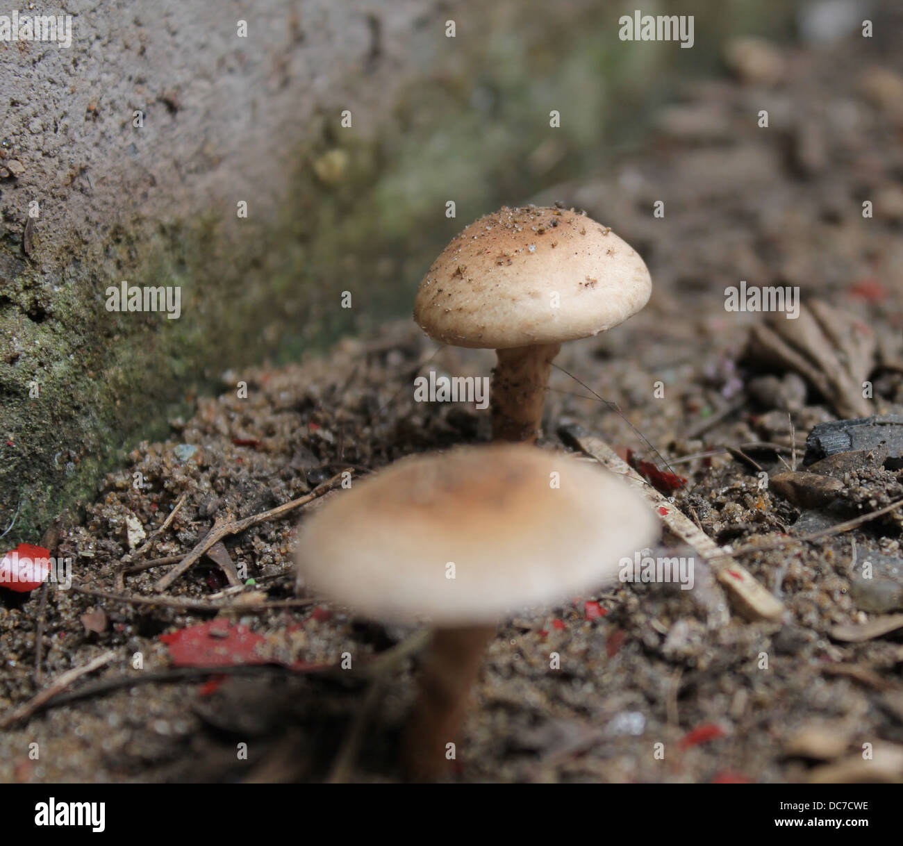 Button mushroom hi-res stock photography and images - Alamy