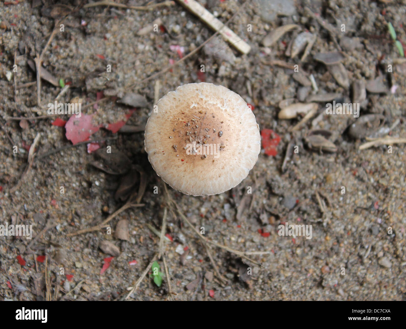 Button mushroom hi-res stock photography and images - Alamy