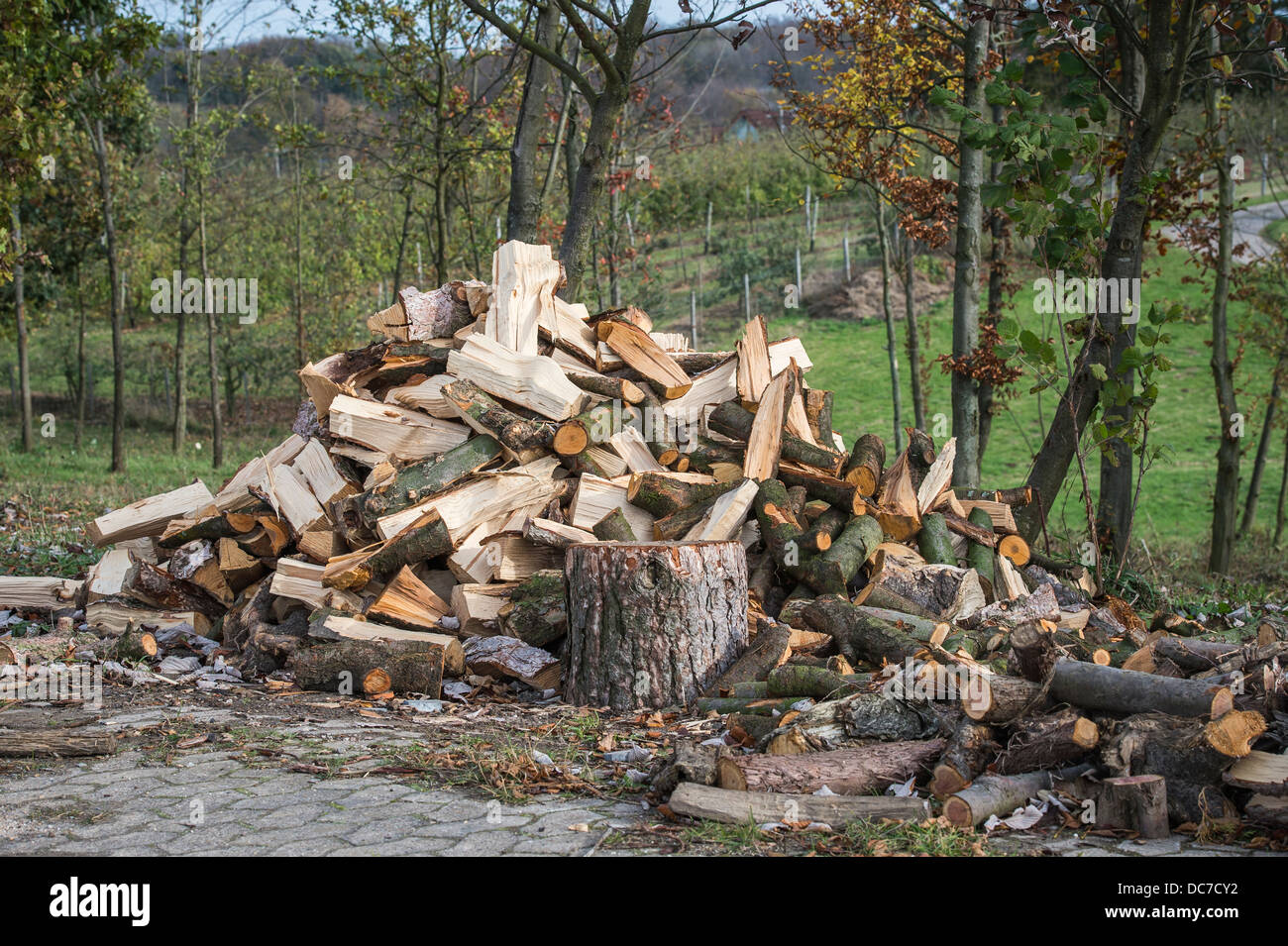 Axed tree hi-res stock photography and images - Alamy