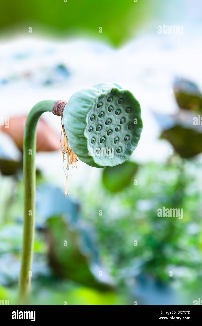 Lotus stem food hi-res stock photography and images - Alamy