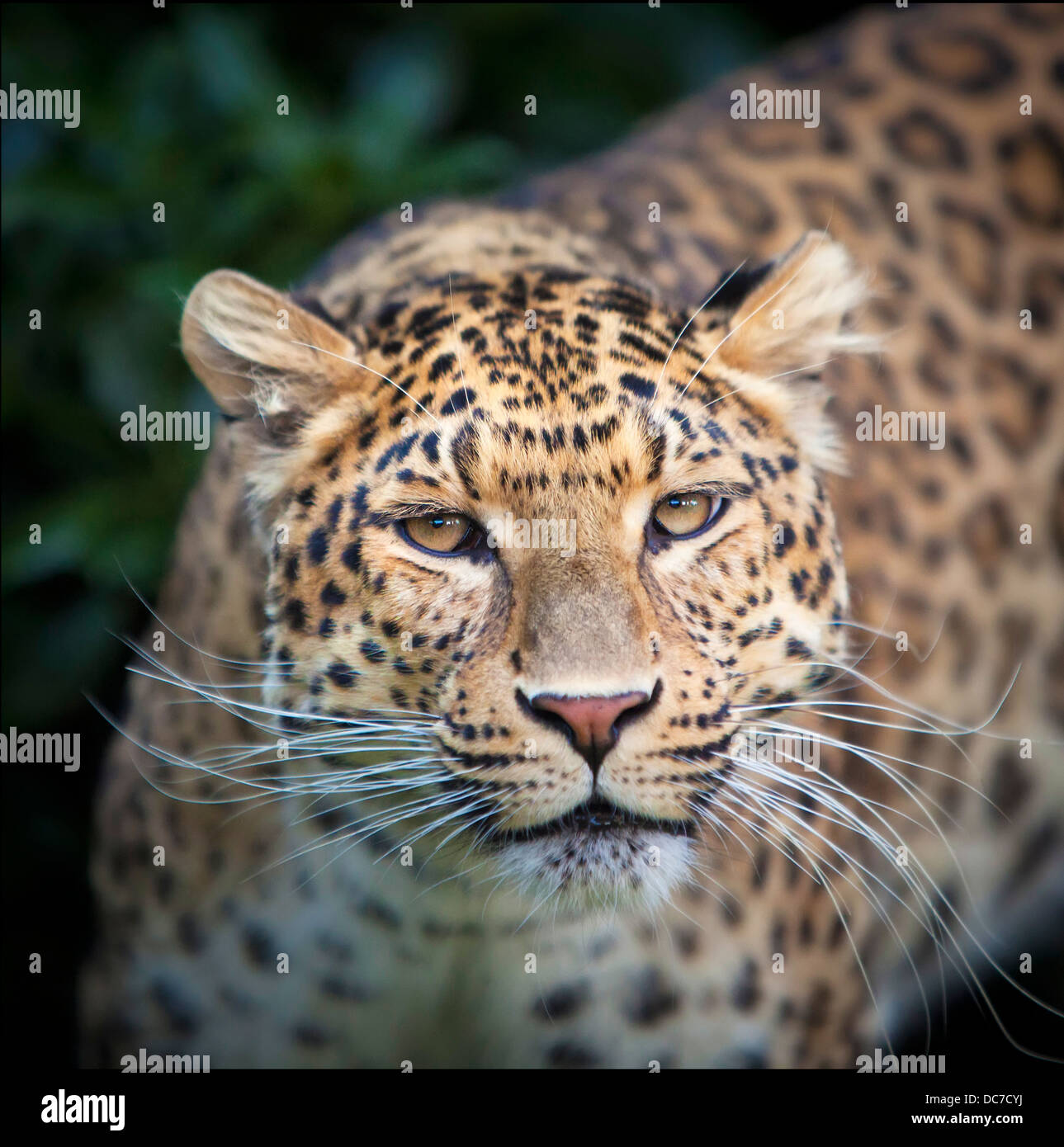 Leopard roar face on hi-res stock photography and images - Alamy
