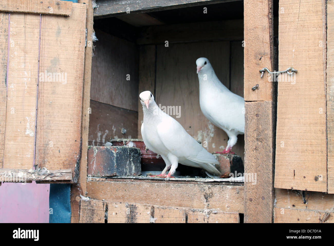 A pair of white pigeon inside nest Stock Photo - Alamy