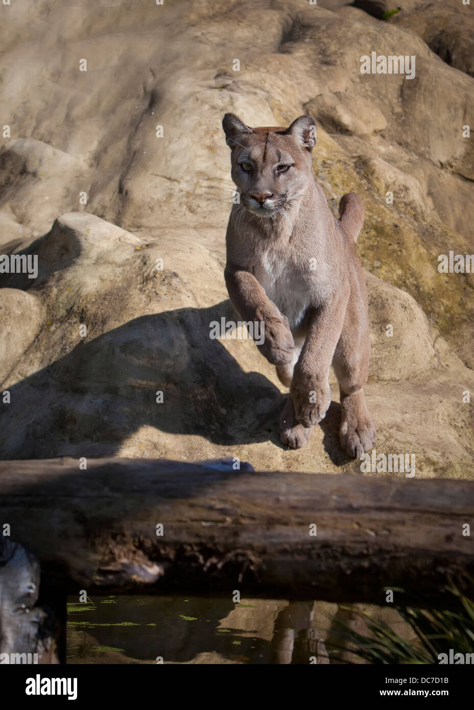Puma jungle hi-res stock photography and images - Alamy
