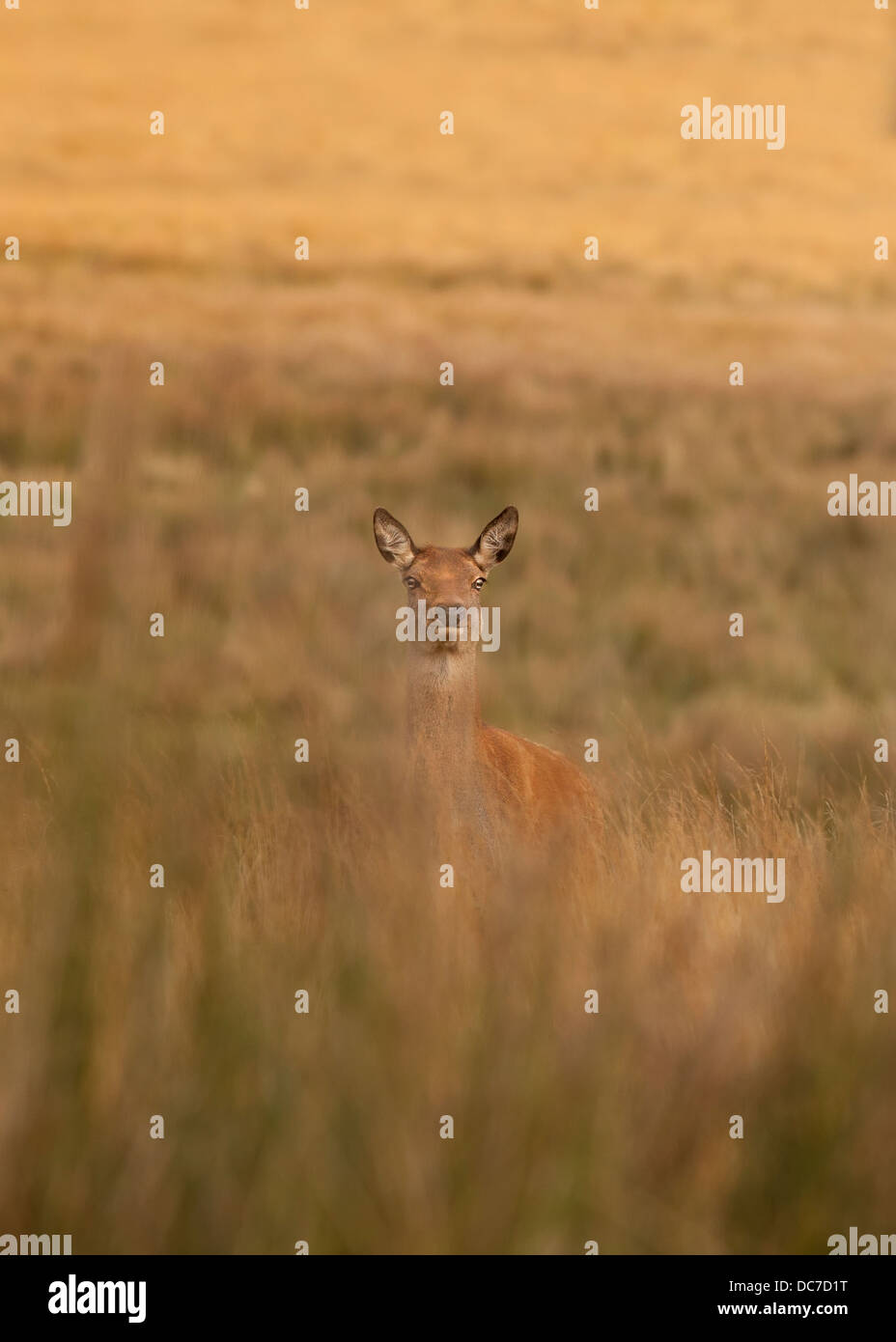 Female Red Deer Stock Photo - Alamy