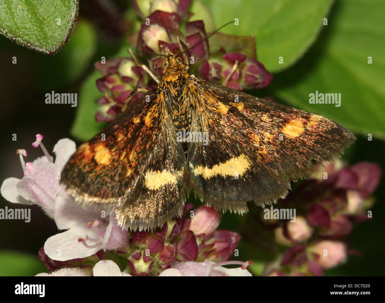 Close up of the tiny Mint Moth (Pyrausta aurata) foraging on a variety ...