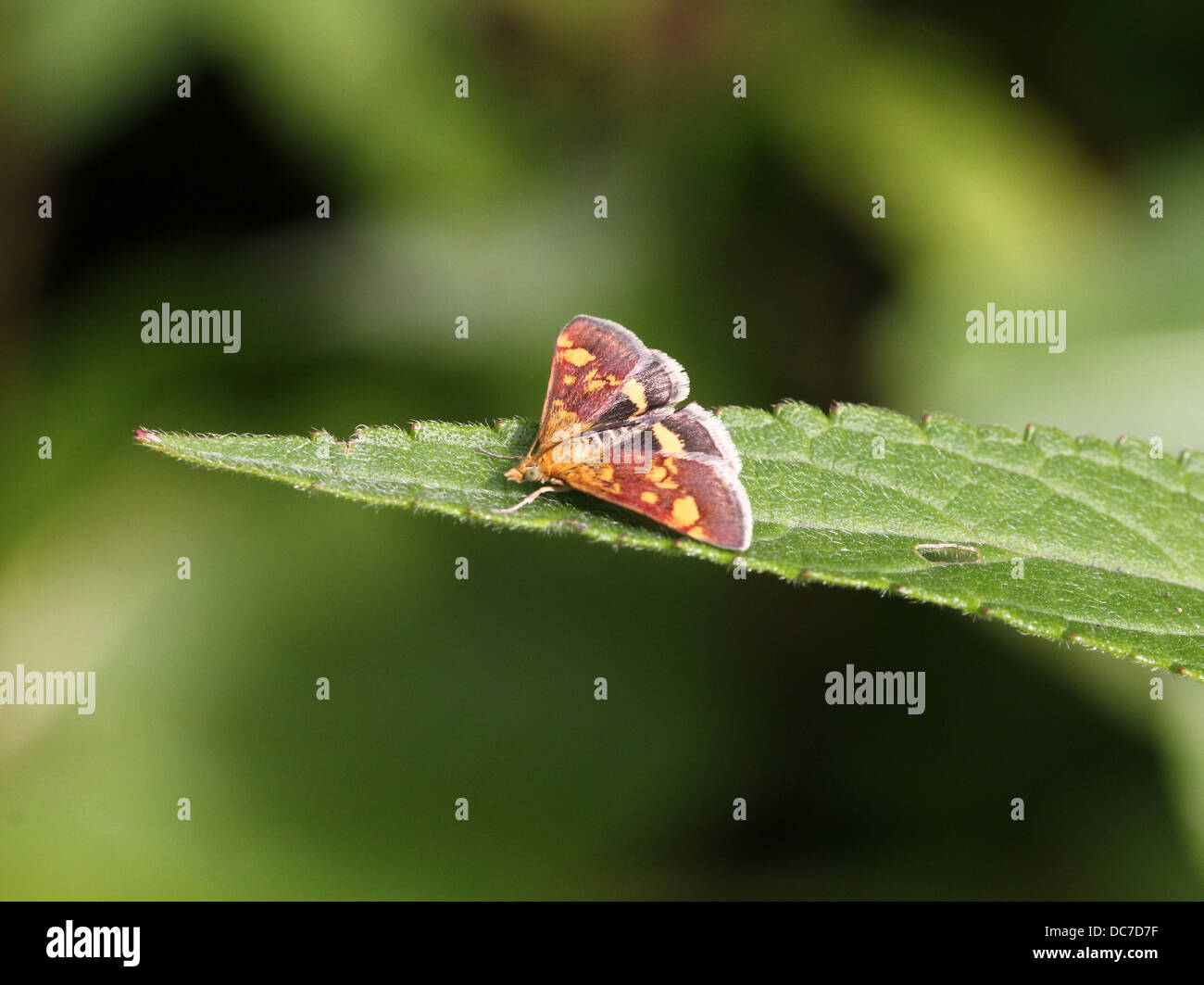 Muntvlinder hi-res stock photography and images - Alamy