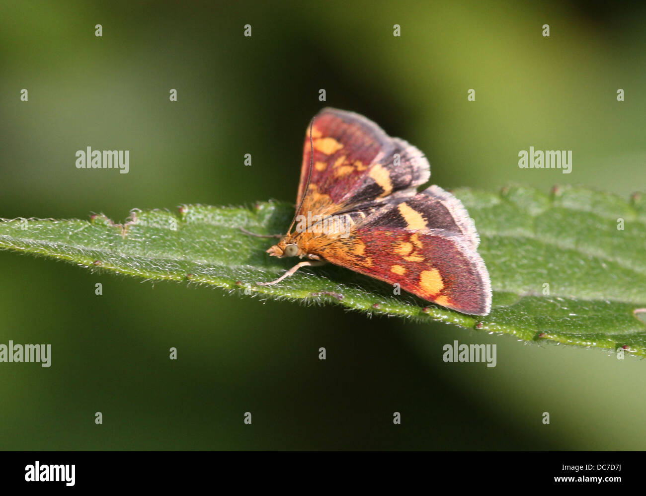 Close up of the tiny Mint Moth (Pyrausta aurata) foraging on a variety ...