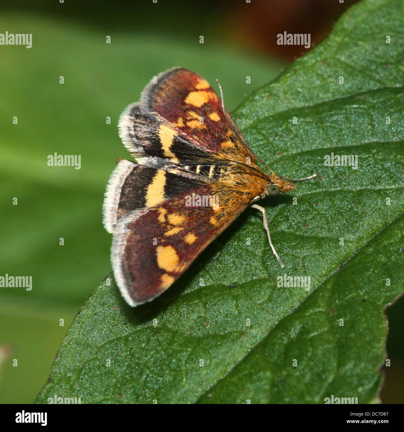 Muntvlinder hi-res stock photography and images - Alamy