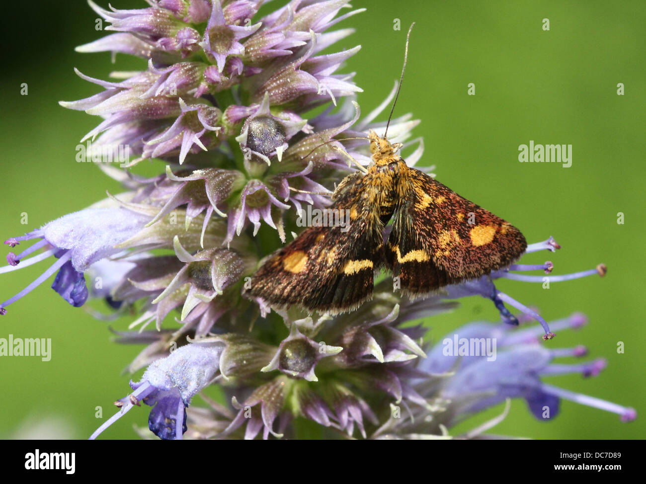 Close up of the tiny Mint Moth (Pyrausta aurata) foraging on a variety ...