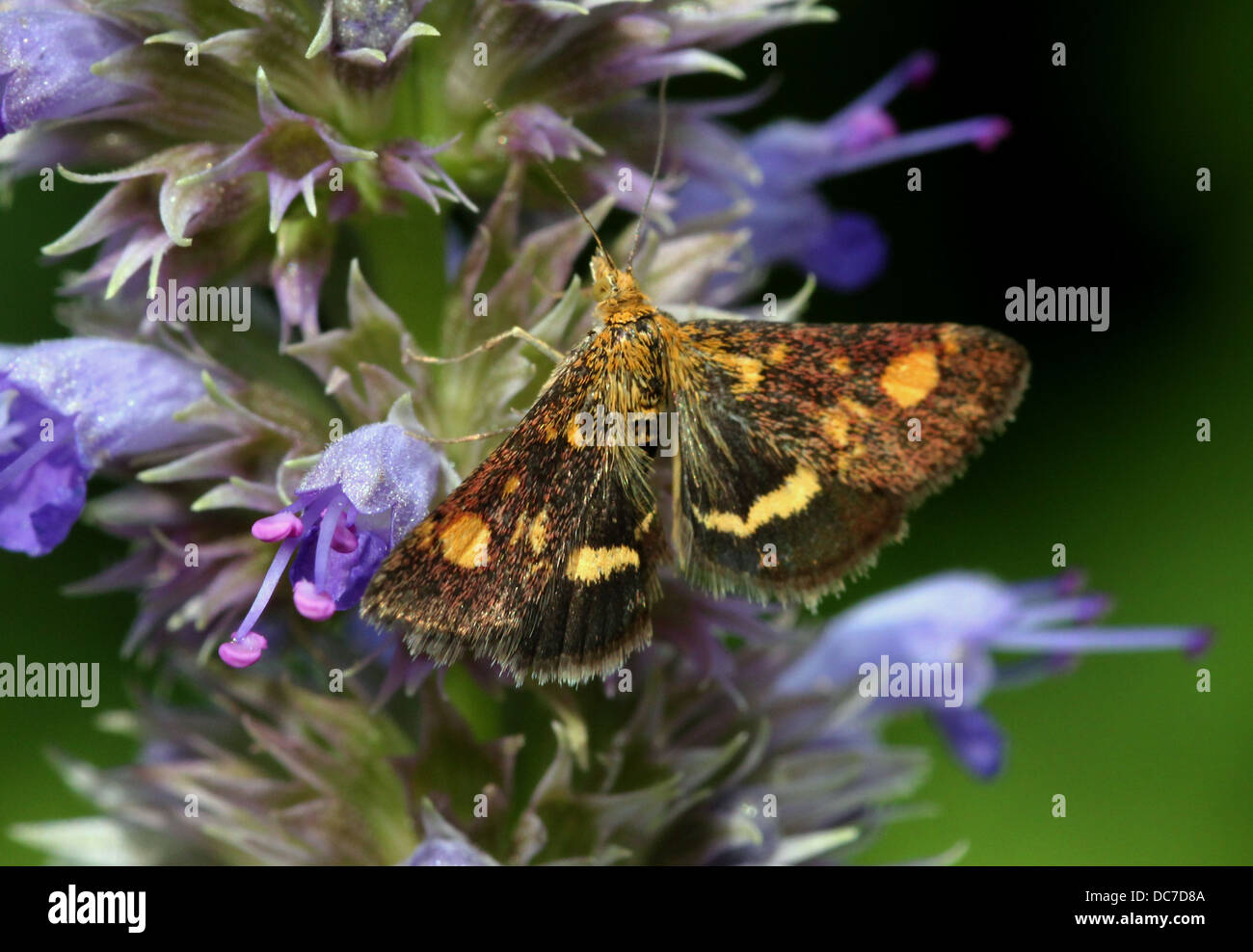 Close up of the tiny Mint Moth (Pyrausta aurata) foraging on a variety ...
