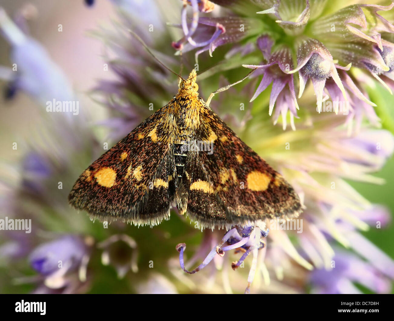 Close up of the tiny Mint Moth (Pyrausta aurata) foraging on a variety ...