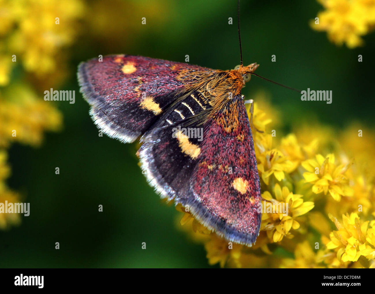Close up of the tiny Mint Moth (Pyrausta aurata) foraging on a variety ...