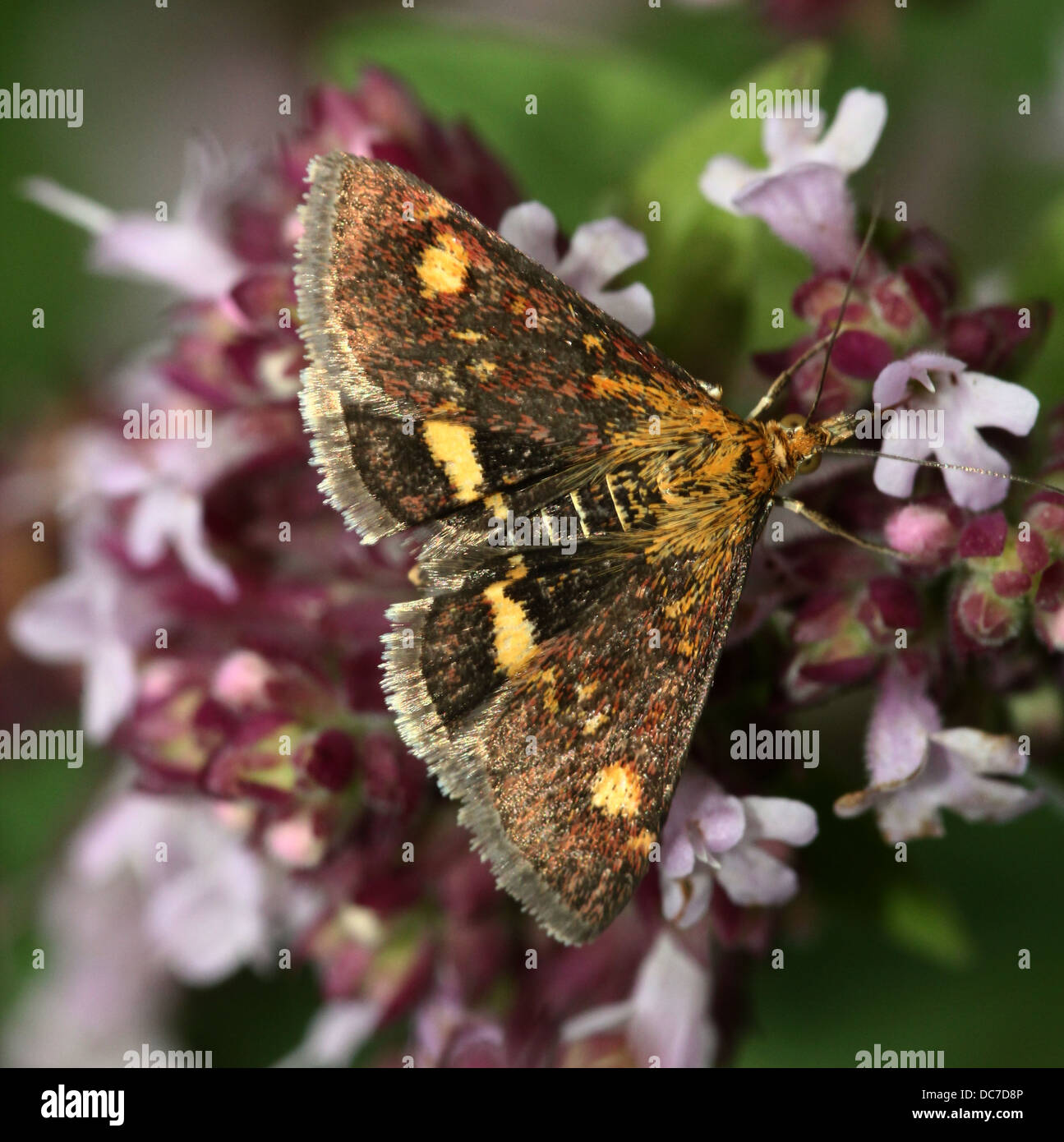 Close up of the tiny Mint Moth (Pyrausta aurata) foraging on a variety ...