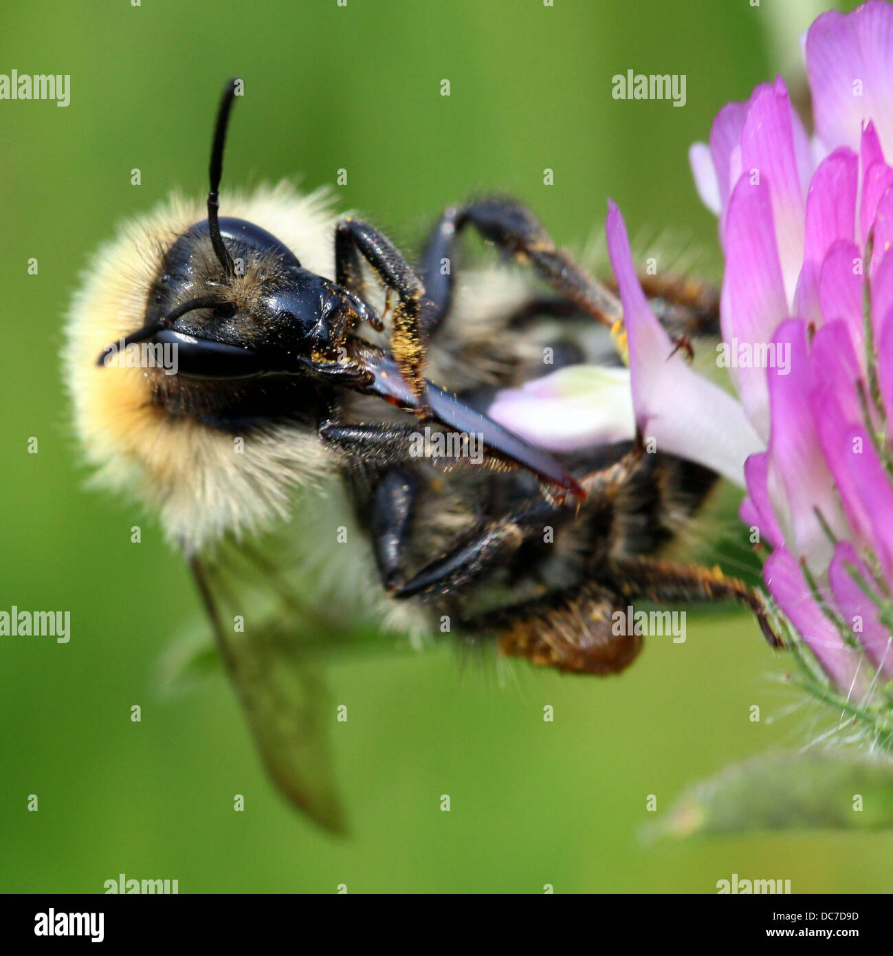 European Common Carder bee (Bombus pascuorum),feeding on a flower Stock ...