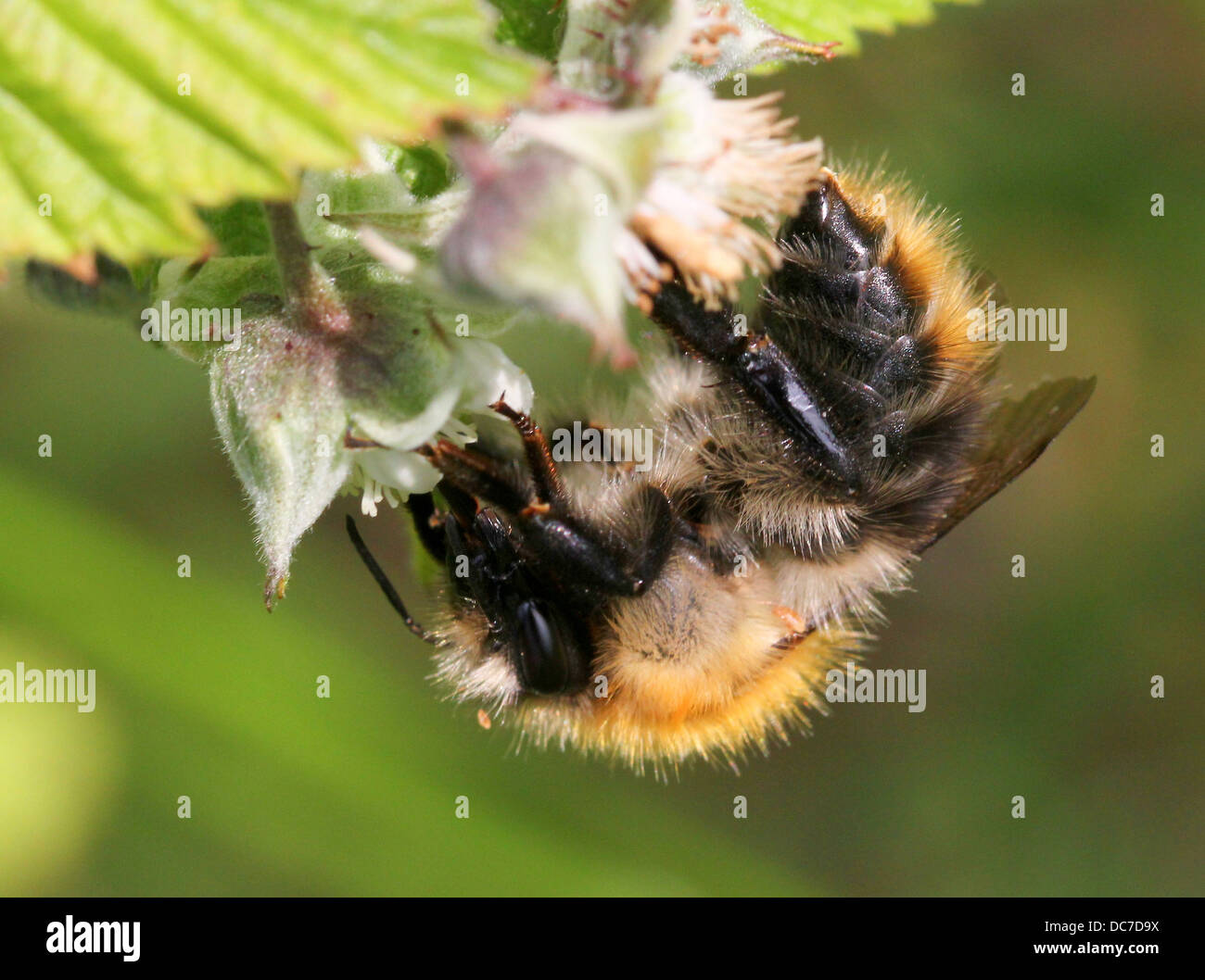 Detailed macro of a Common Carder-bee (Bombus pascuorum), seen feeding ...