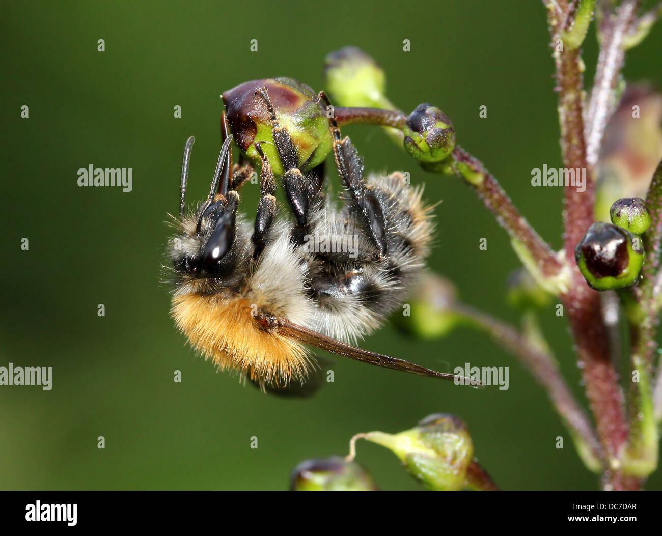 European Common Carder bee (Bombus pascuorum),feeding on a flower Stock ...