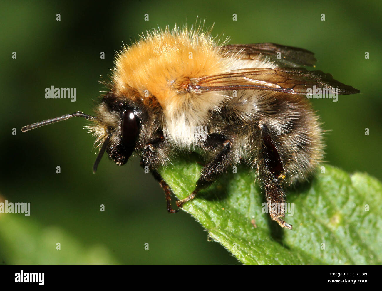 Detailed macro of a Common Carder-bee (Bombus pascuorum), seen feeding ...
