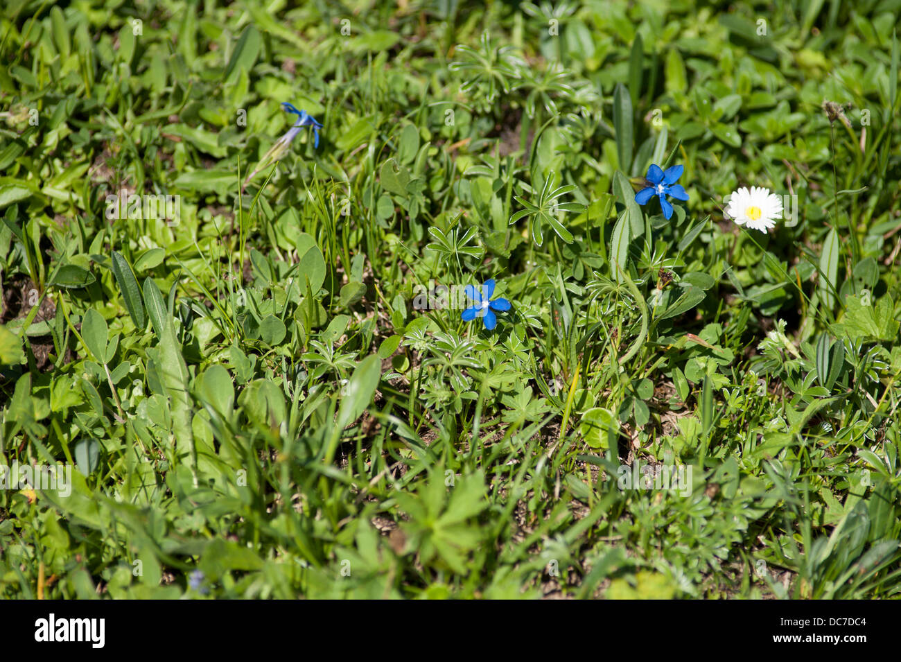 The snow gentian gentiana nivalis hi-res stock photography and images ...