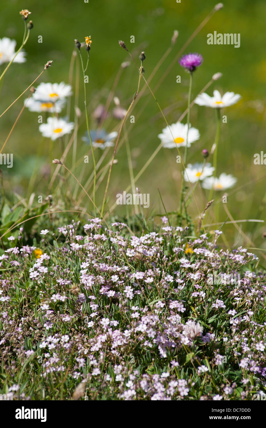 Alpine wild flowers hi-res stock photography and images - Alamy
