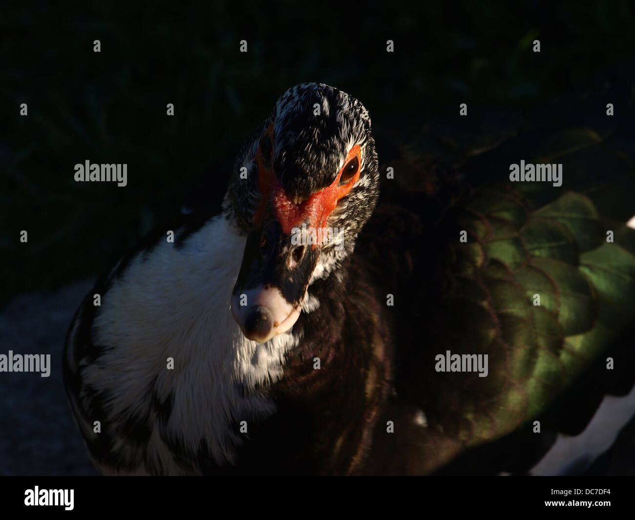 Muscovy duck with dark background Stock Photo - Alamy