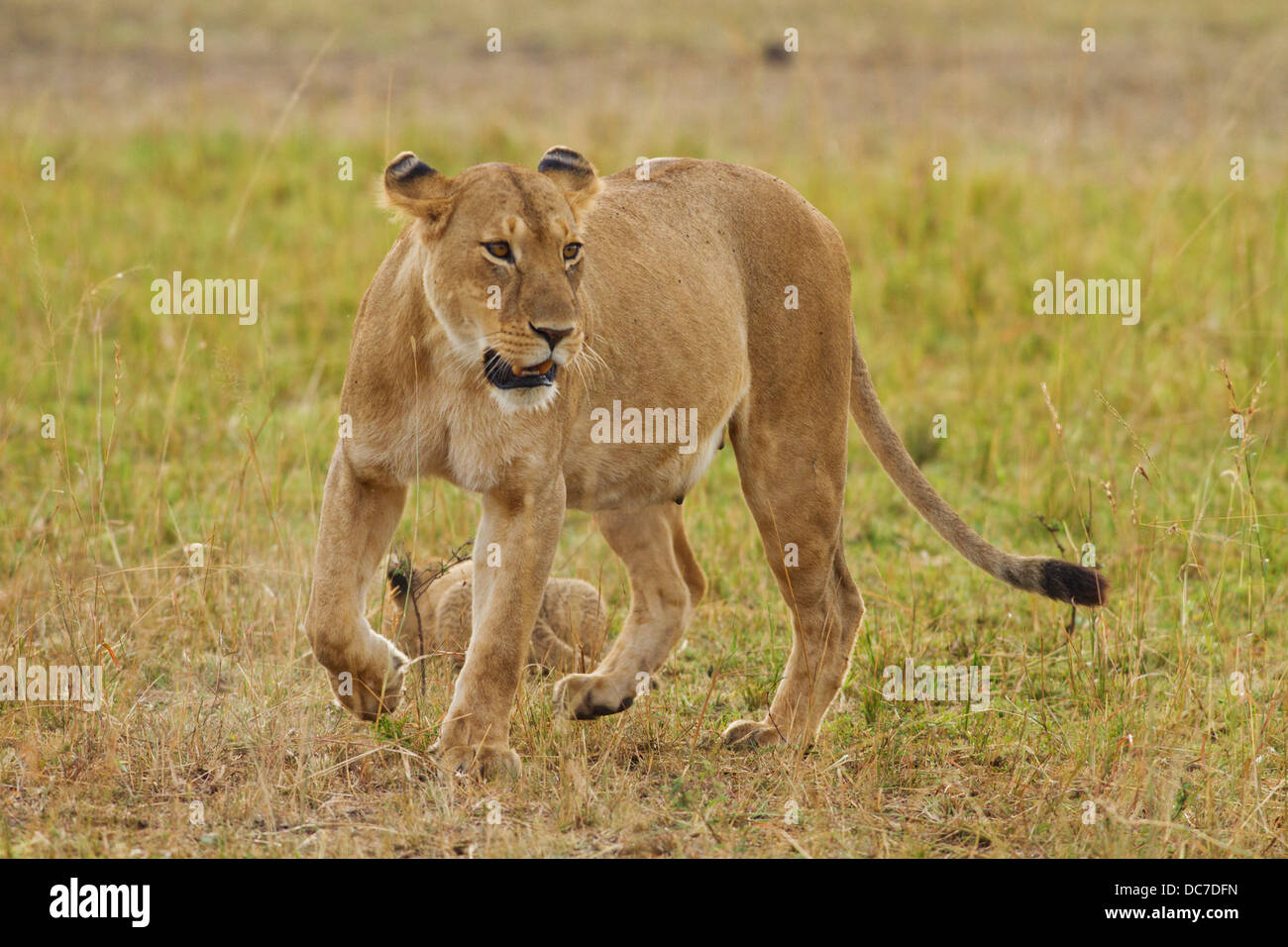 Lioness in the savannah Stock Photo - Alamy