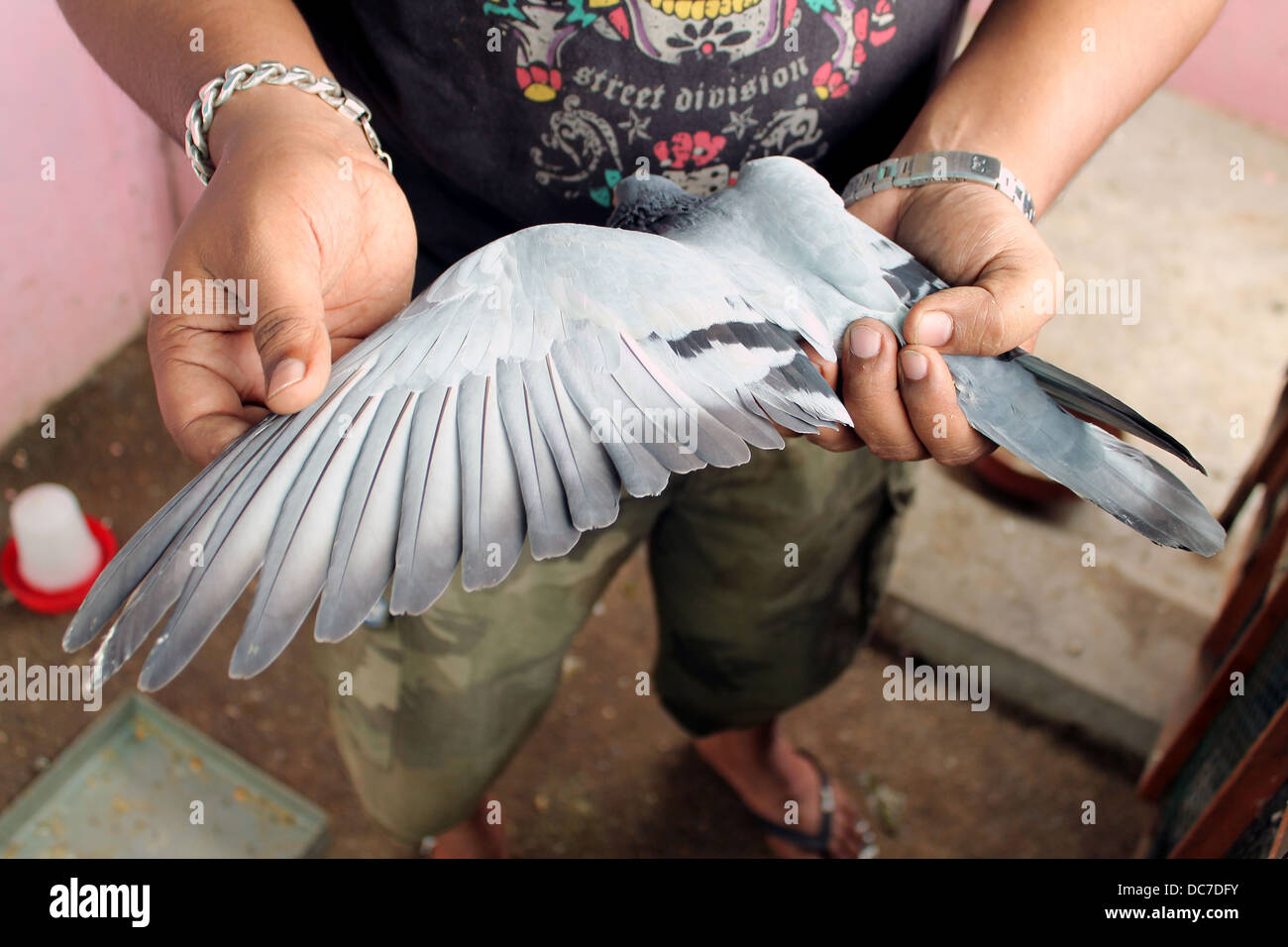 Pigeons feathers hi-res stock photography and images - Alamy