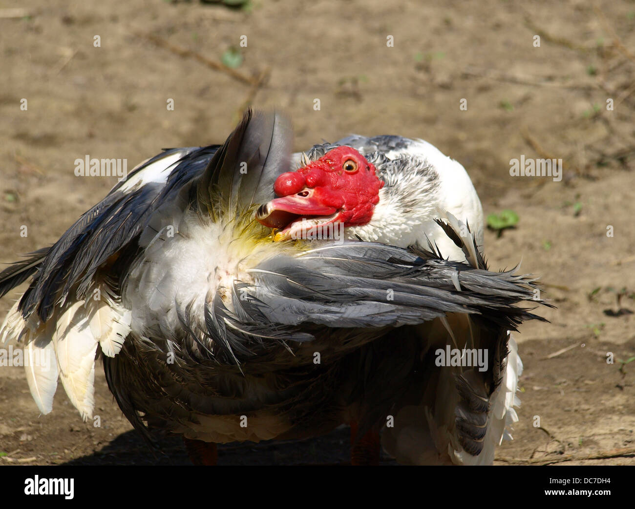 Preening duck hi-res stock photography and images - Alamy