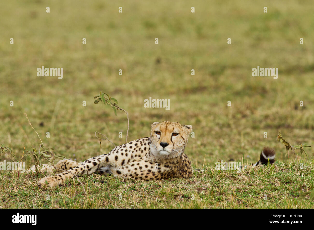 Cheetah, relaxing in the African savannah Stock Photo - Alamy