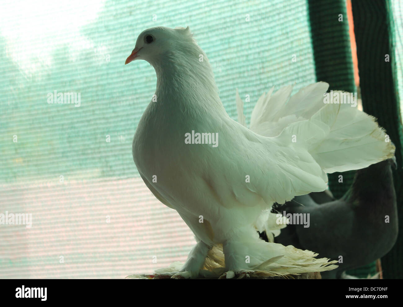 Fantail pigeon hi-res stock photography and images - Alamy