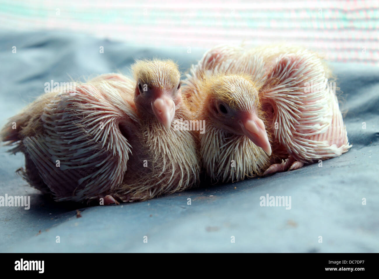 Squabs of a white pigeon Stock Photo - Alamy