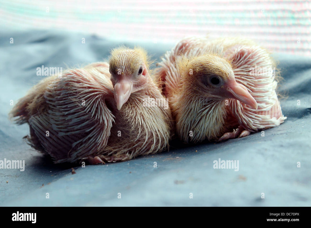 Squabs of a white pigeon Stock Photo - Alamy