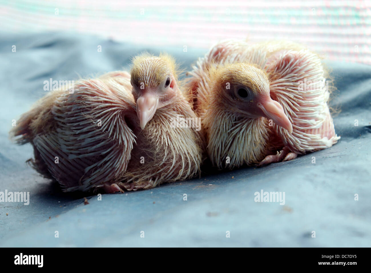 Squabs hi-res stock photography and images - Alamy