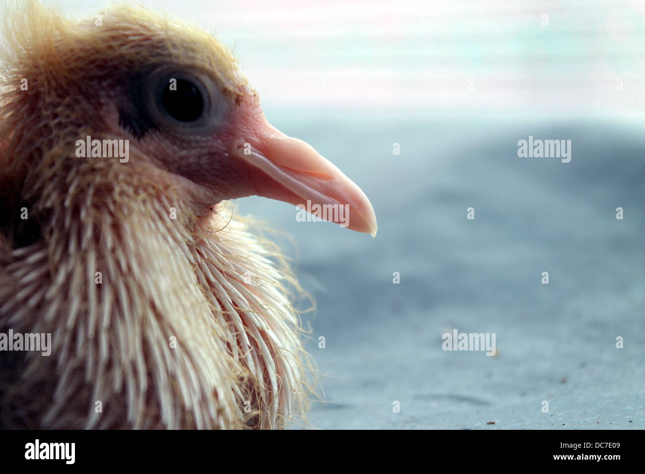 Squab hi-res stock photography and images - Alamy