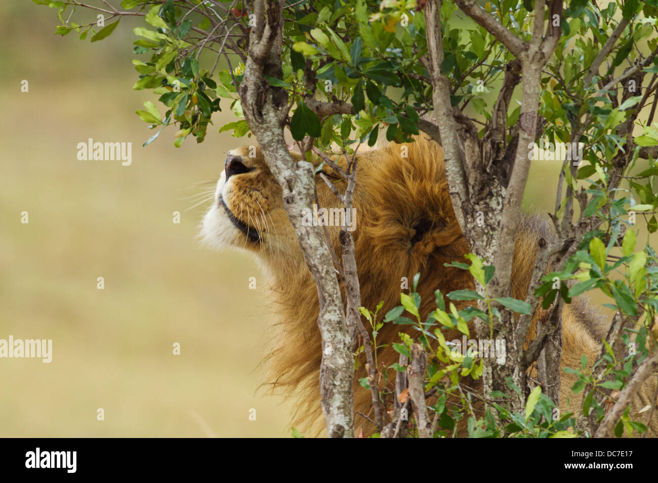 Male Afrcan Lion in the bush Stock Photo - Alamy