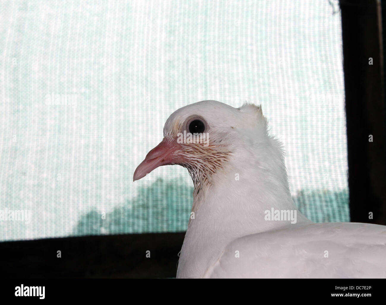 Closeup of a white pigeon Stock Photo - Alamy