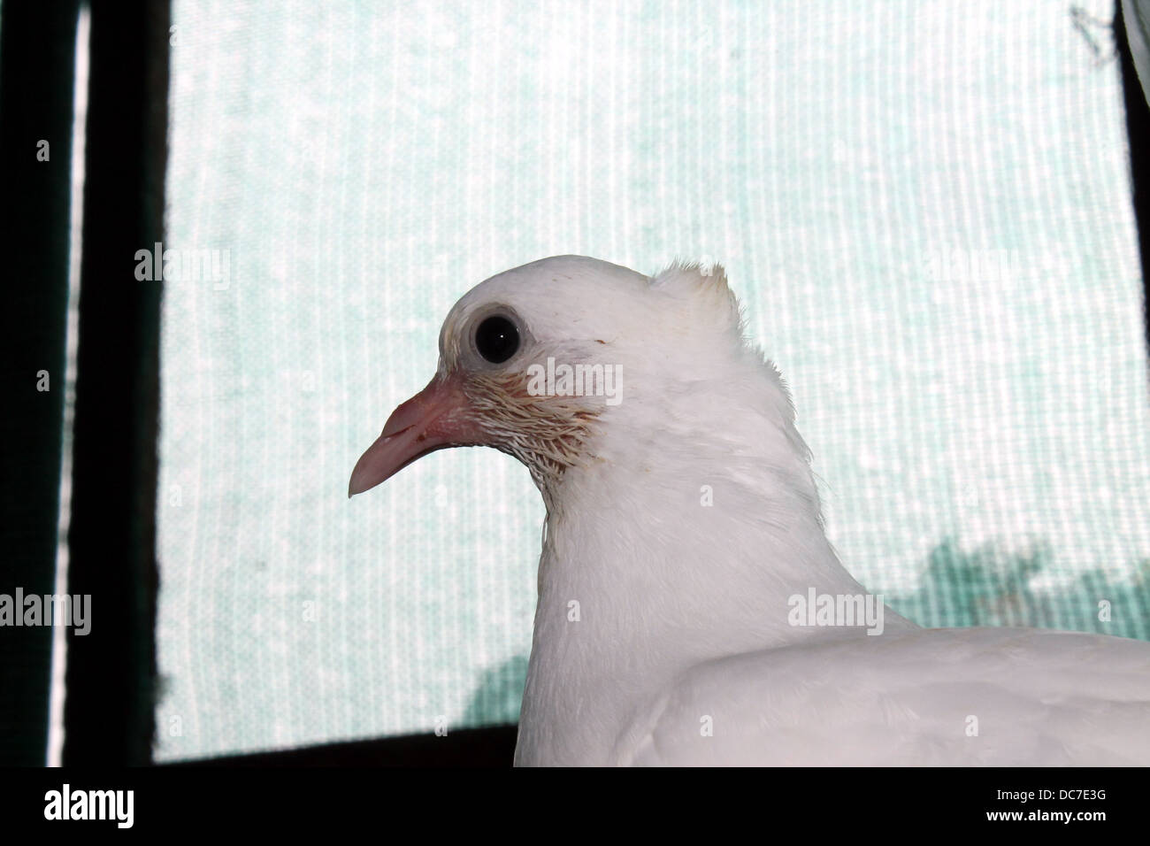 Close up of a white pigeon Stock Photo - Alamy