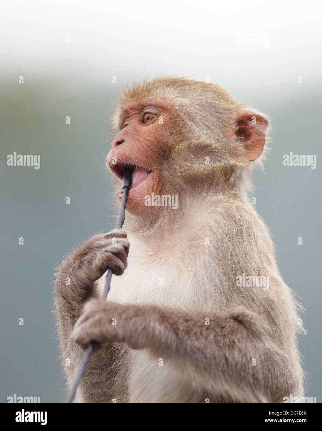 Macaque bite hi-res stock photography and images - Alamy