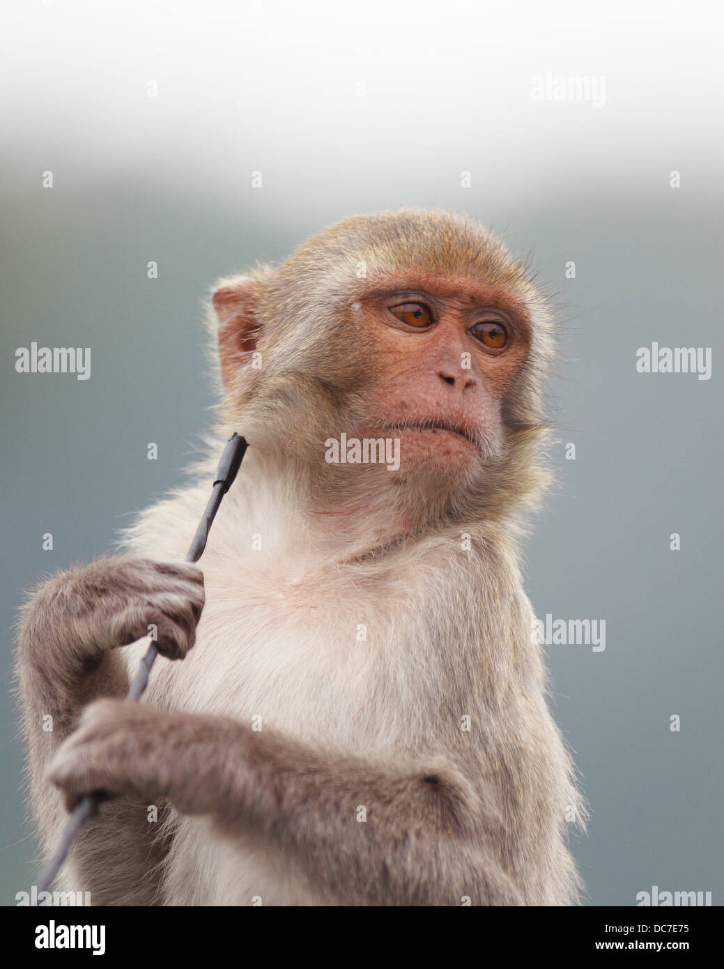 Macaque bite hi-res stock photography and images - Alamy