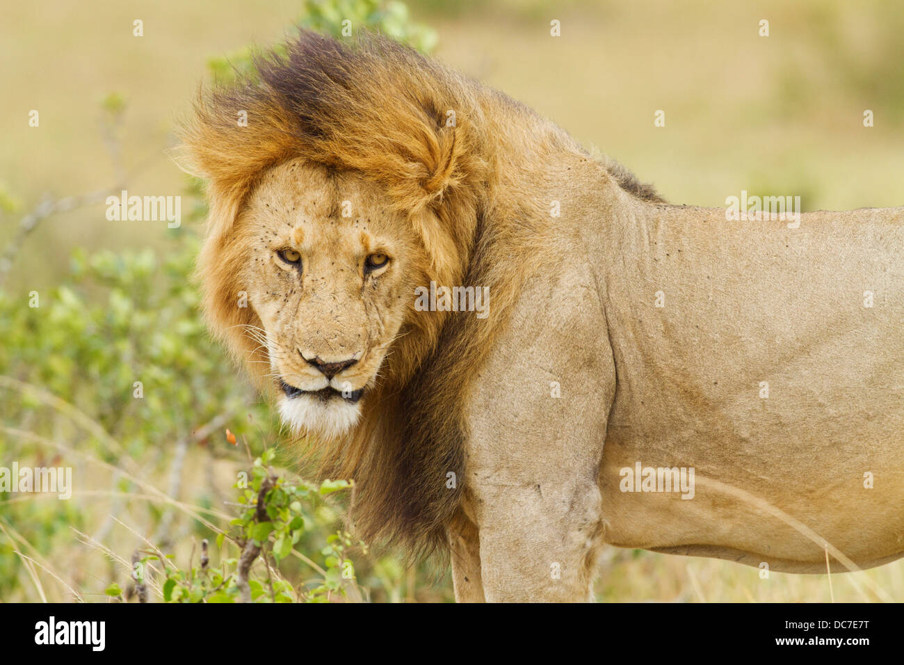 Male African Lion with flying mane Stock Photo - Alamy