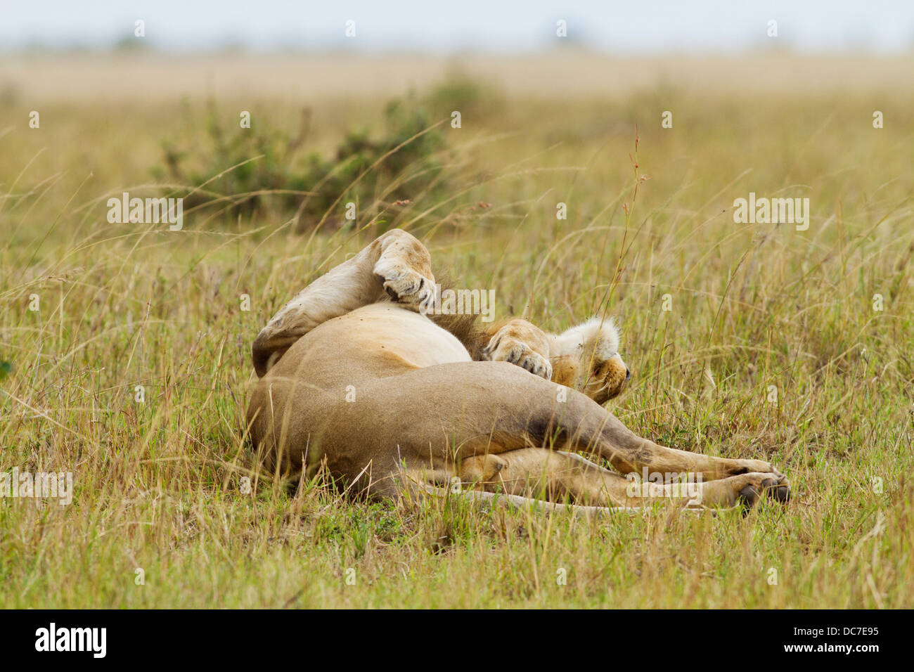 Male African Lion rolling Stock Photo - Alamy