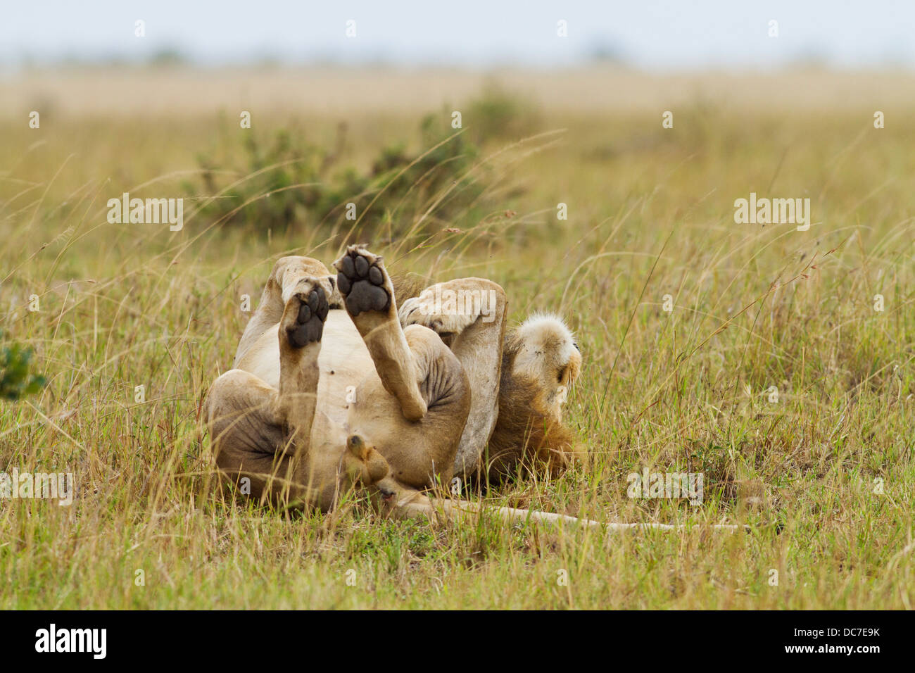 African Lion rolling in the grassland Stock Photo - Alamy