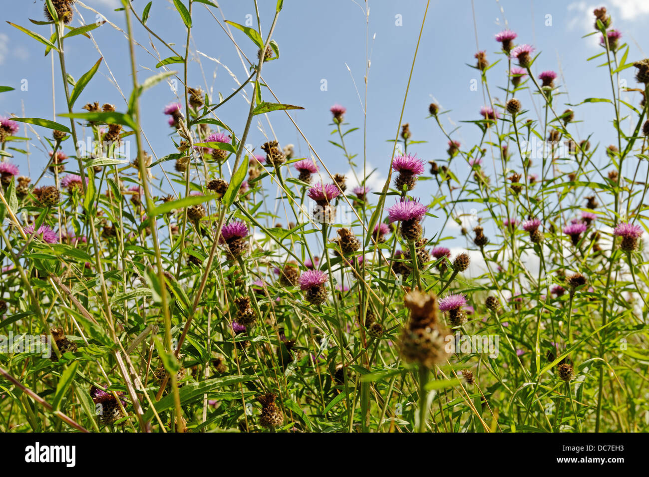 Large purple thistles hi-res stock photography and images - Alamy