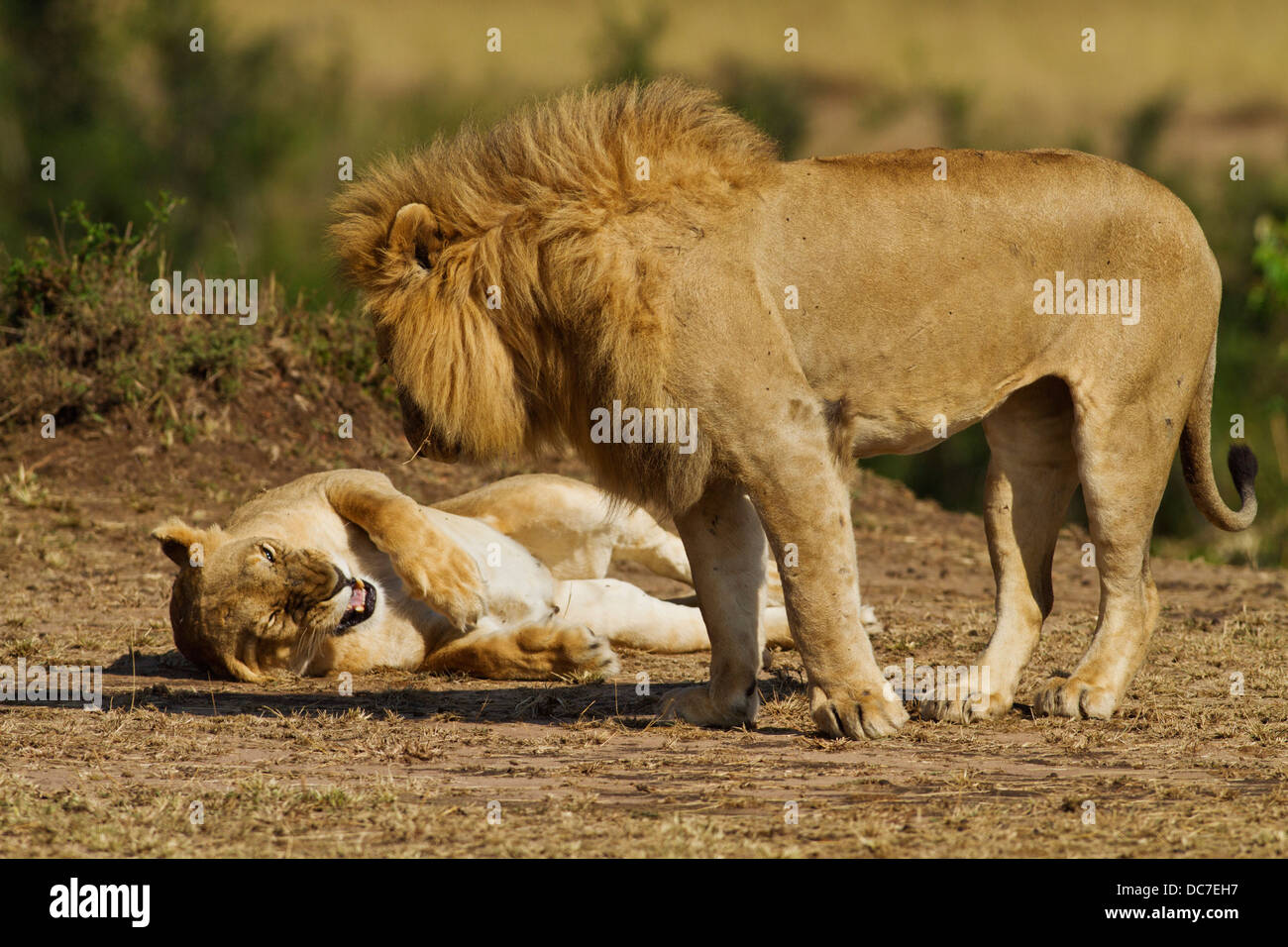African Lions courting Stock Photo - Alamy