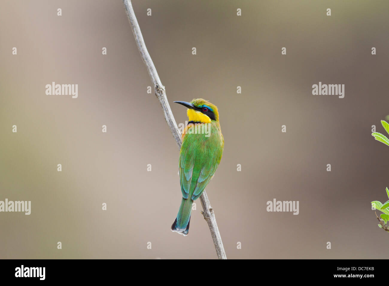 Flying little bee hi-res stock photography and images - Alamy