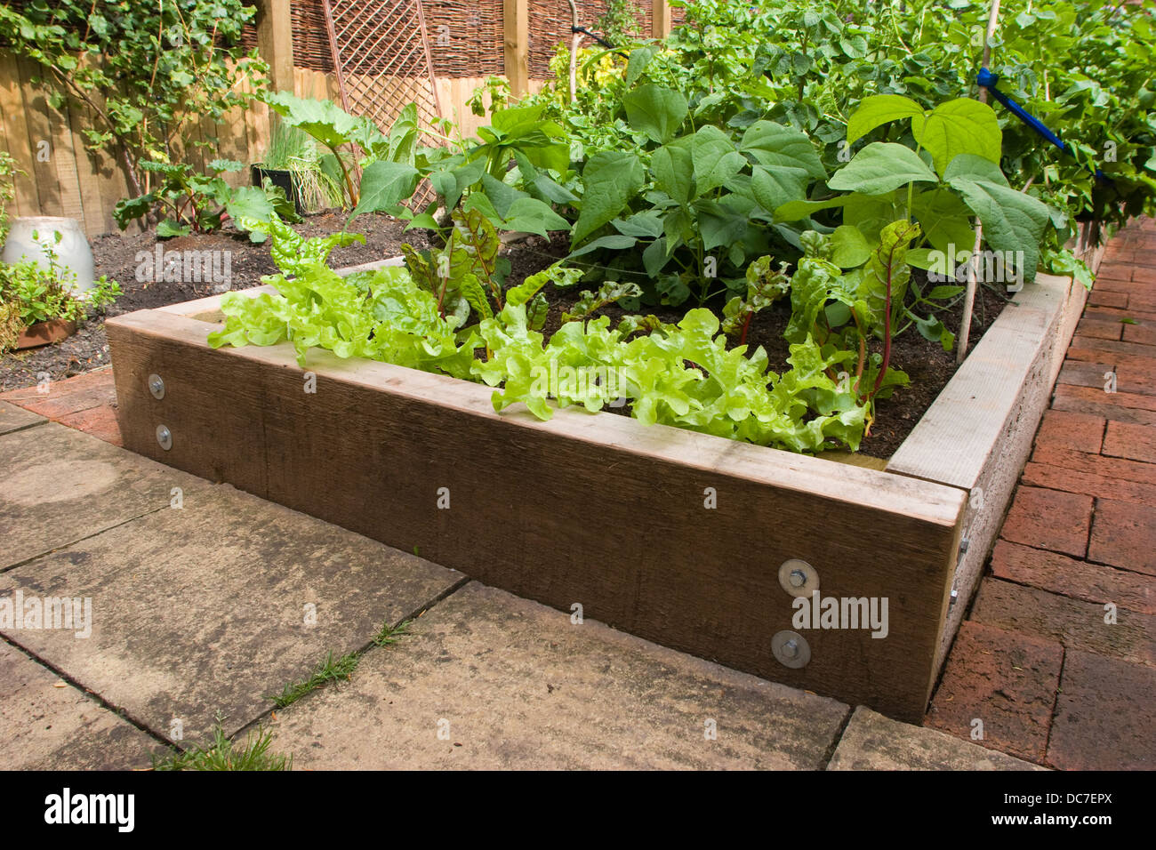 First crop of salad and vegetable crops growing in a newly made raised ...