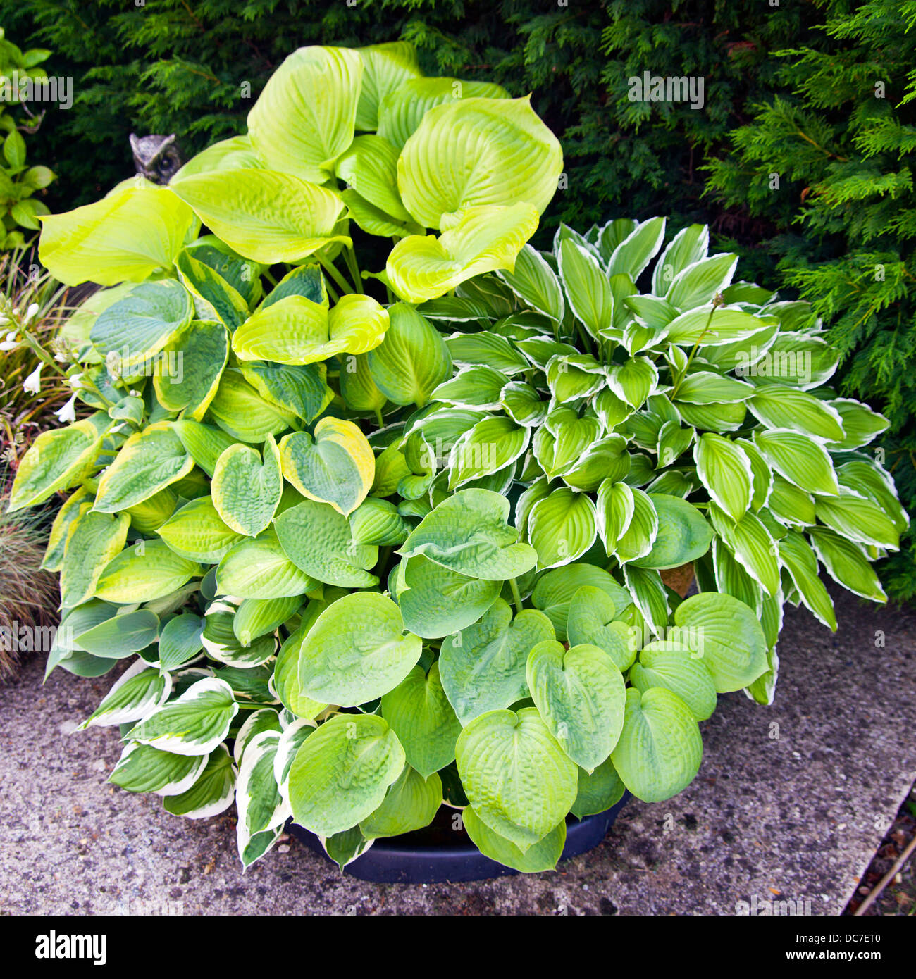 Hosta display hi-res stock photography and images - Alamy
